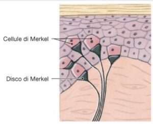 la propriocezione